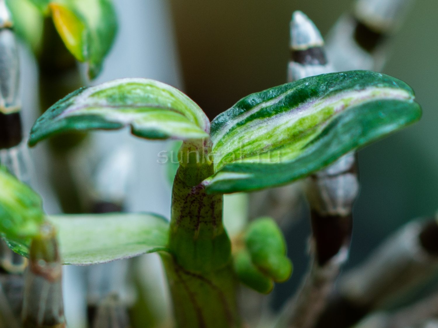 dendrobium moniliforme Yuten | Sunleaf