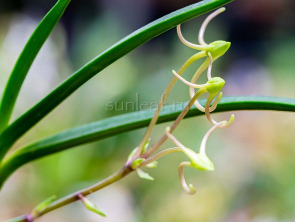 Манзюсягэ 만주사화 曼珠沙華 Manjushage | Sunleaf