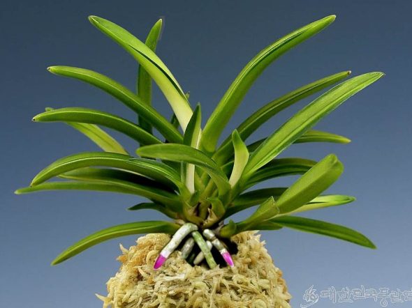 Канкитен 환희천 歡喜天 Kankiten | Sunleaf