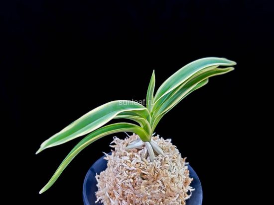 СинМун 신문 神門 Shinmun | Sunleaf