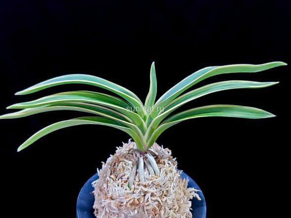 СинМун 신문 神門 Shinmun | Sunleaf