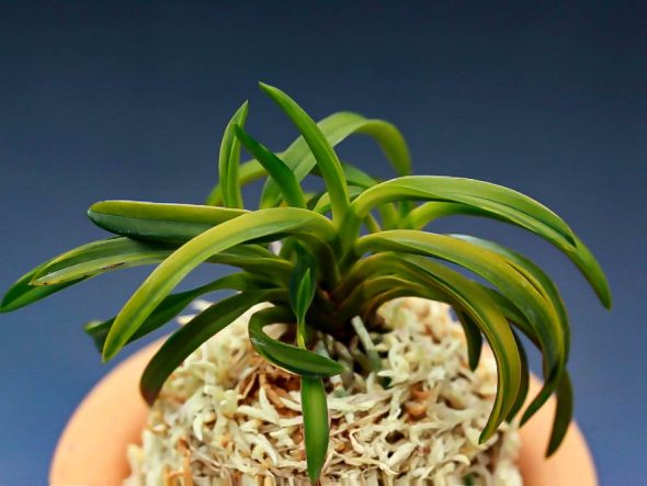 Гогок (Магатама) 곡옥 曲玉 Gogok (Magatama) | Sunleaf