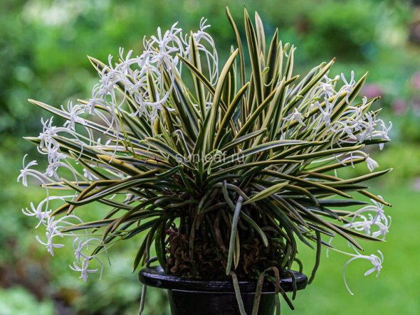 ГОДЗЁ ФУКУРИН 어성복륜 御城覆輪 Gojo Fukurin | Sunleaf